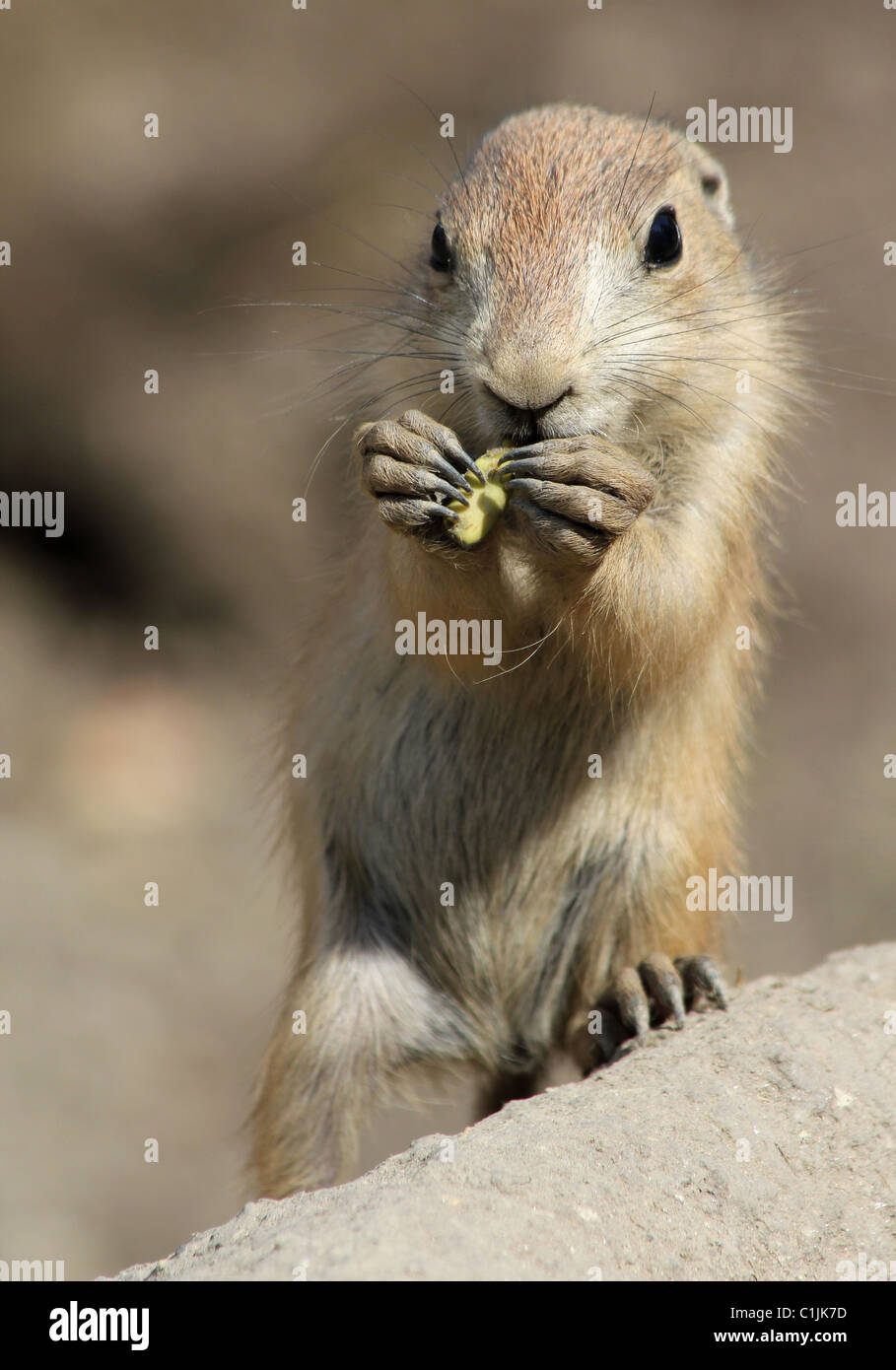 Kid prairie dog are eating peanuts Stock Photo - Alamy