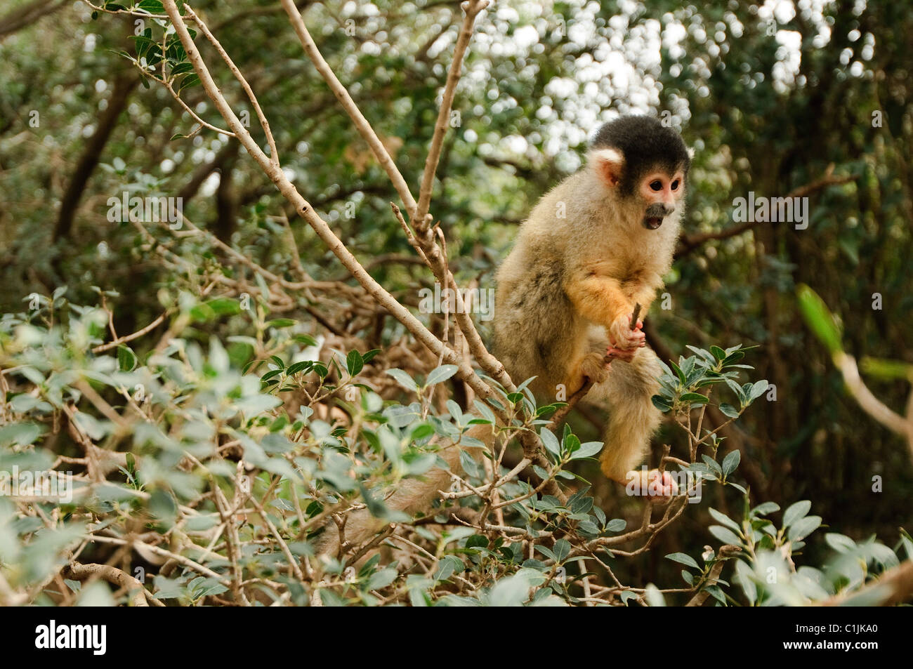 squirrel monkey (Saimiri Stock Photo - Alamy