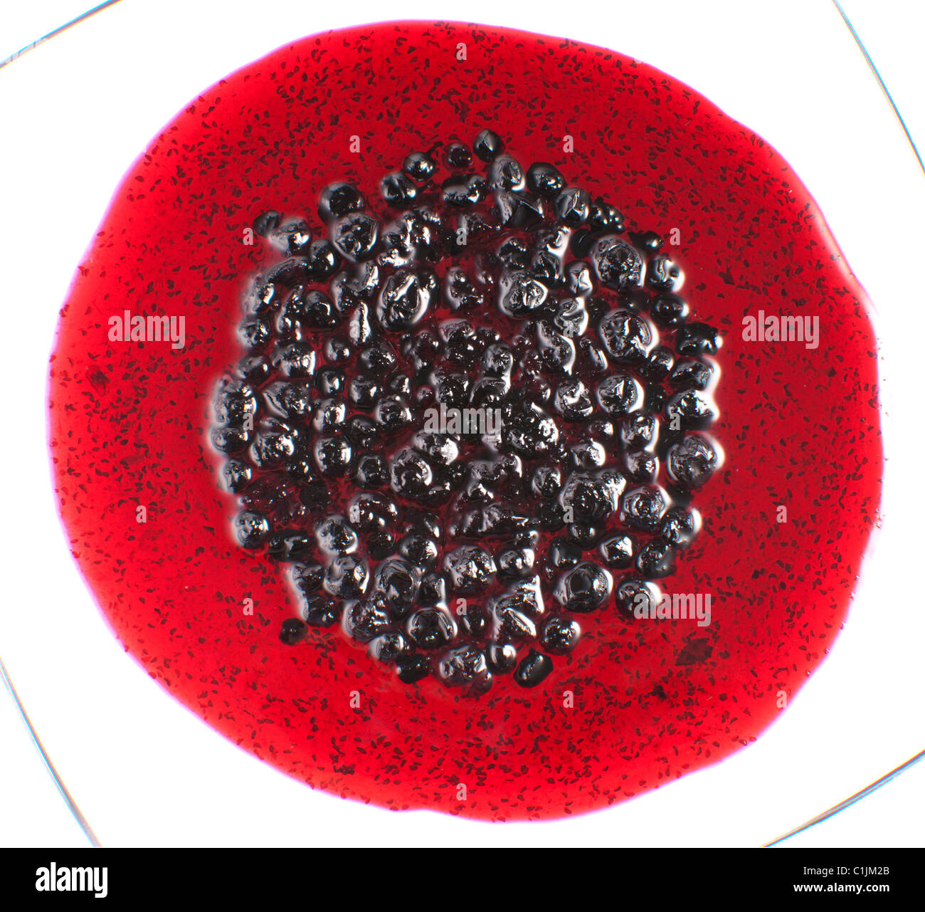 blueberry jam on a white background,cutout,isolated Stock Photo - Alamy