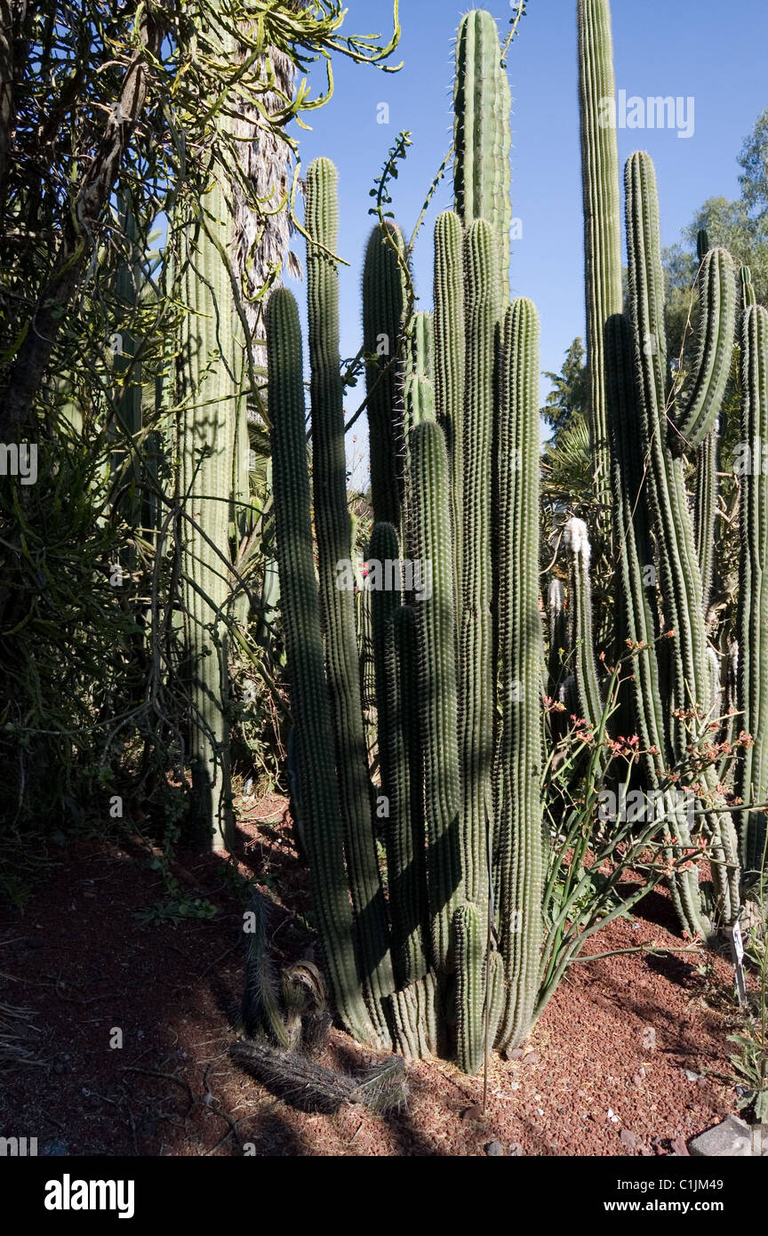 Columnar cacti in a botanical garden Stock Photo - Alamy