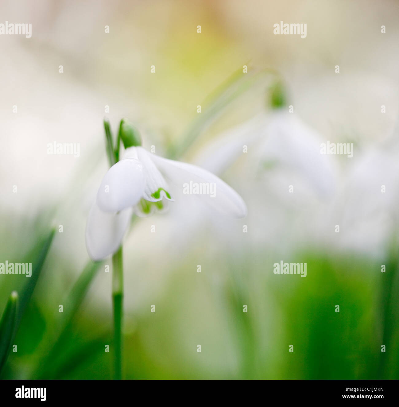 British wildflowers bunch hi-res stock photography and images - Alamy