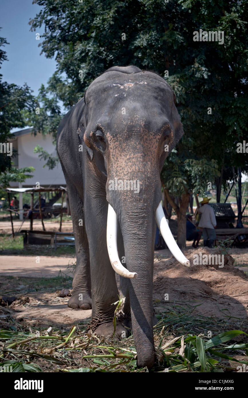 Bull elephant with enormous tusks at Surin elephant village Thailand S ...
