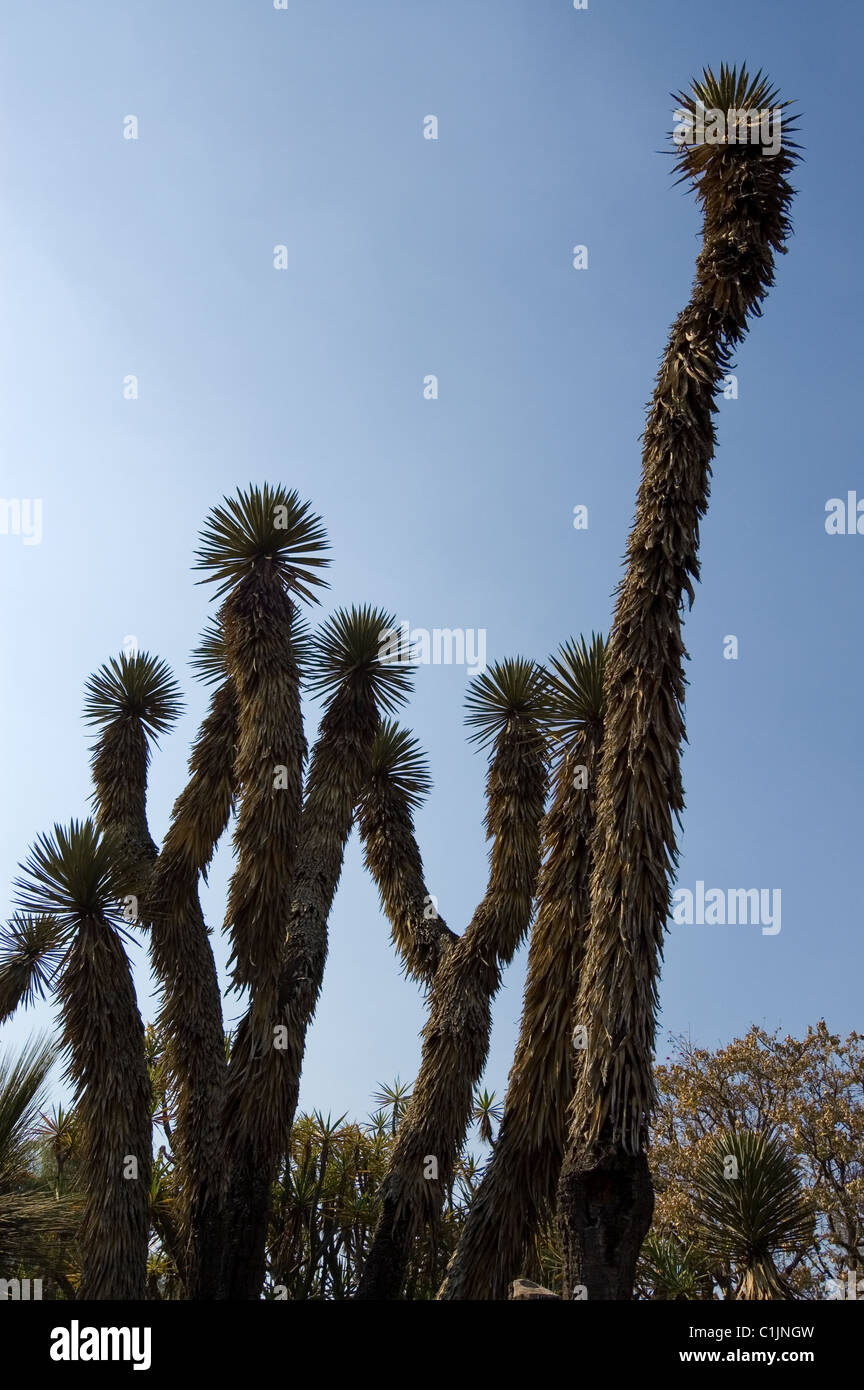 Yucca sp. growing in a botanical garden in Mexico Stock Photo - Alamy