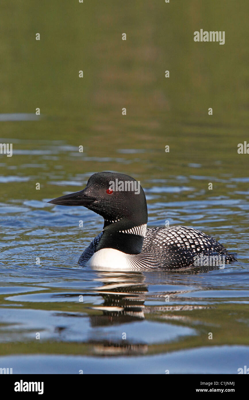 Common Loon Gavia immer Stock Photo - Alamy