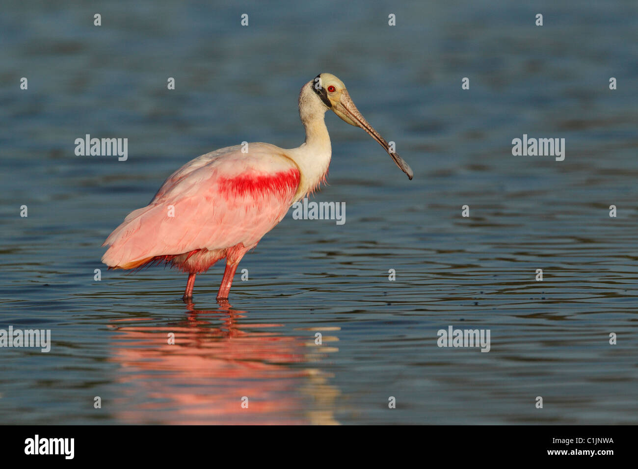 Roseate Spoonbill (Ajaja ajaja Stock Photo - Alamy