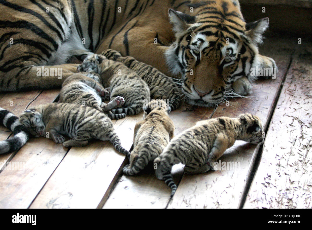 Tiger cubs in China An eight-year-old tiger has given birth to six cubs ...