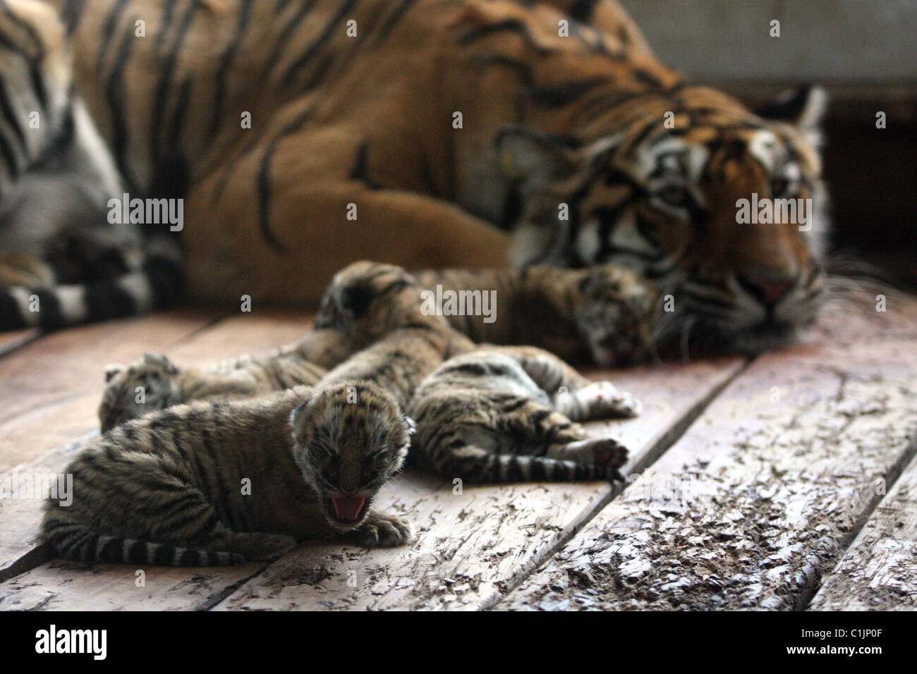 Tiger cubs in China An eight-year-old tiger has given birth to six cubs ...