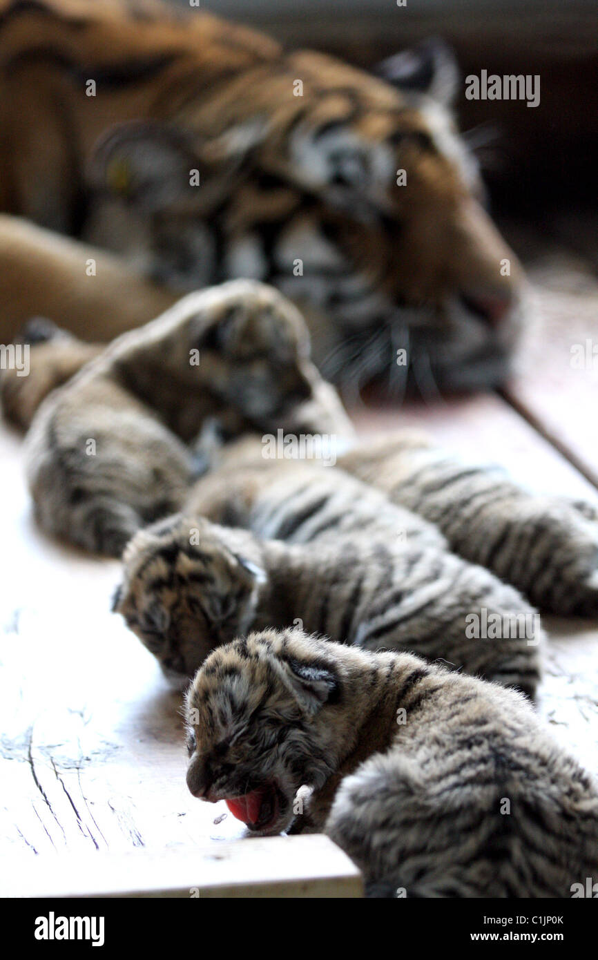 Tiger cubs in China An eight-year-old tiger has given birth to six cubs ...