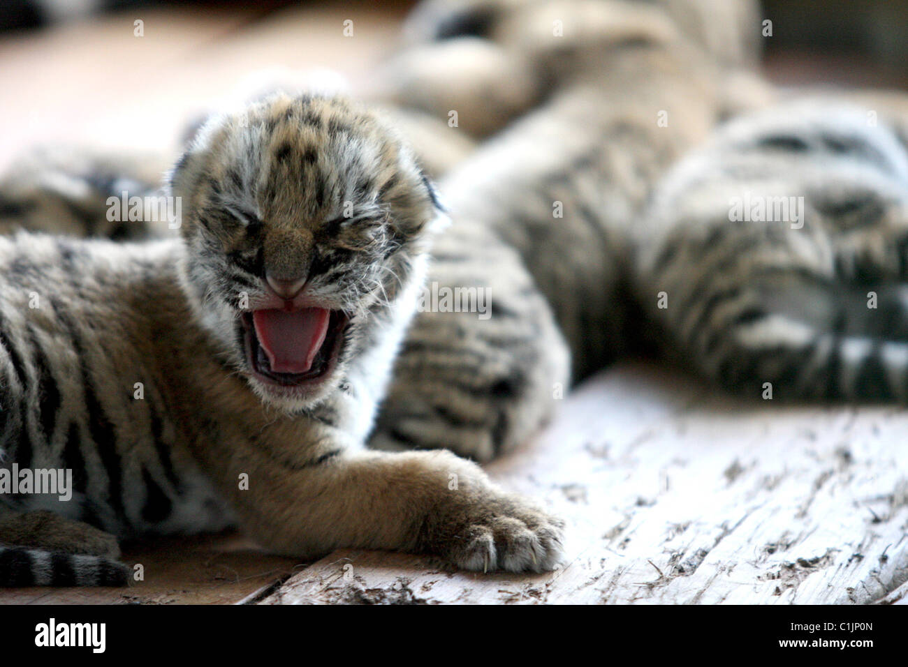 Tiger cubs in China An eight-year-old tiger has given birth to six cubs ...