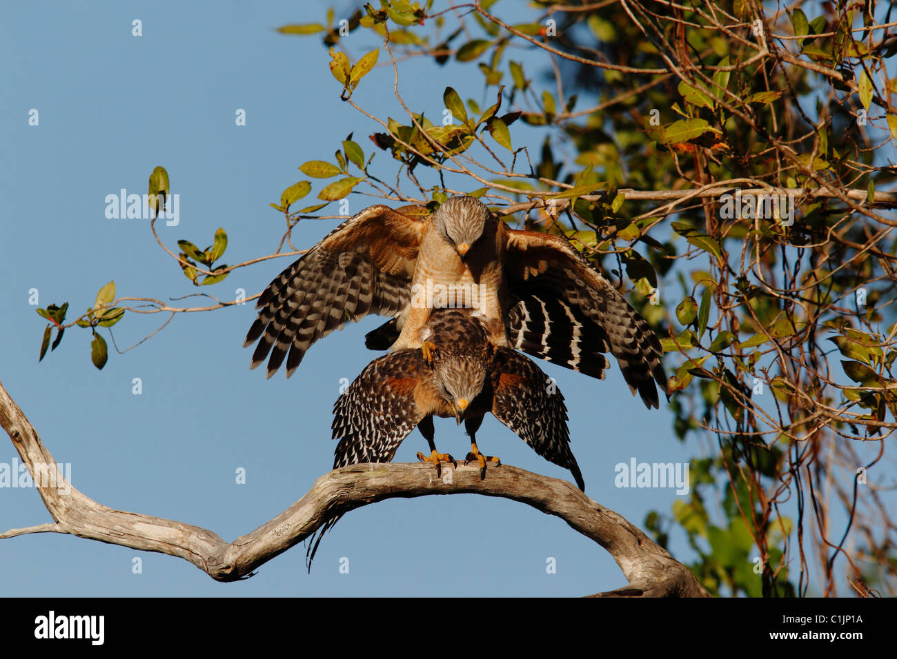 Mating Red-shouldered Hawks (Buteo lineatus Stock Photo - Alamy