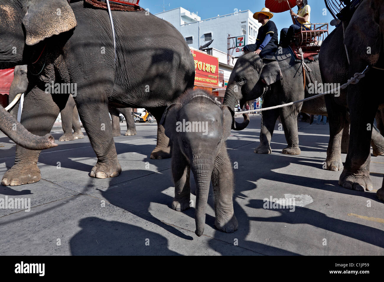 Tethered elephants hi-res stock photography and images - Alamy