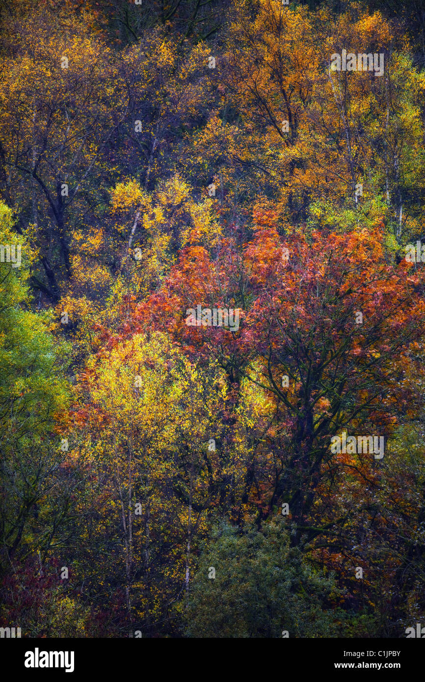 Fall colors in BC Stock Photo - Alamy