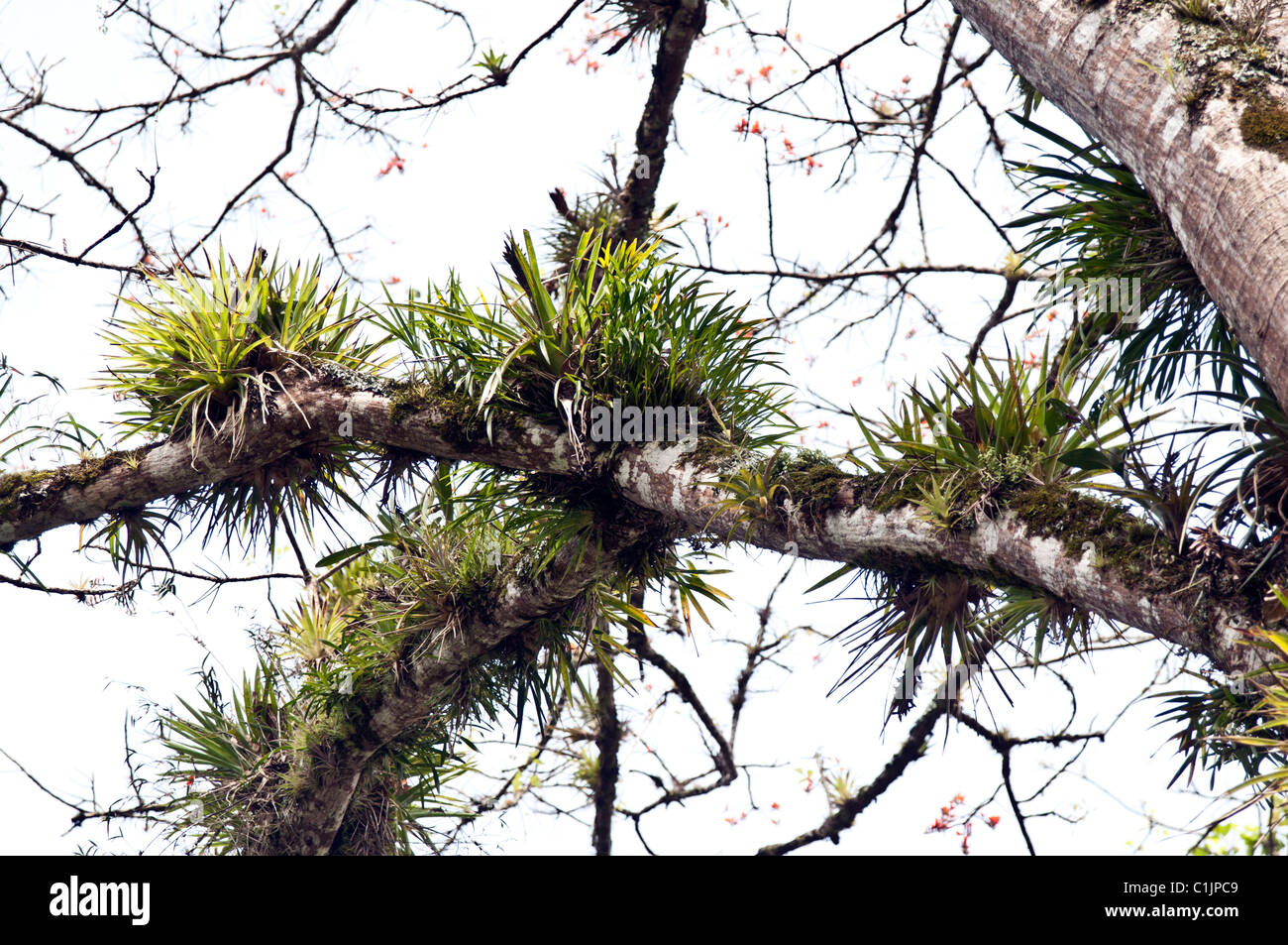 The rainforest ,Costa Rica, Magical trees and Flowers of Costa Rica ...