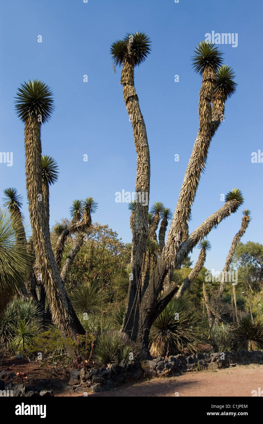 Yucca Sp High Resolution Stock Photography and Images - Alamy