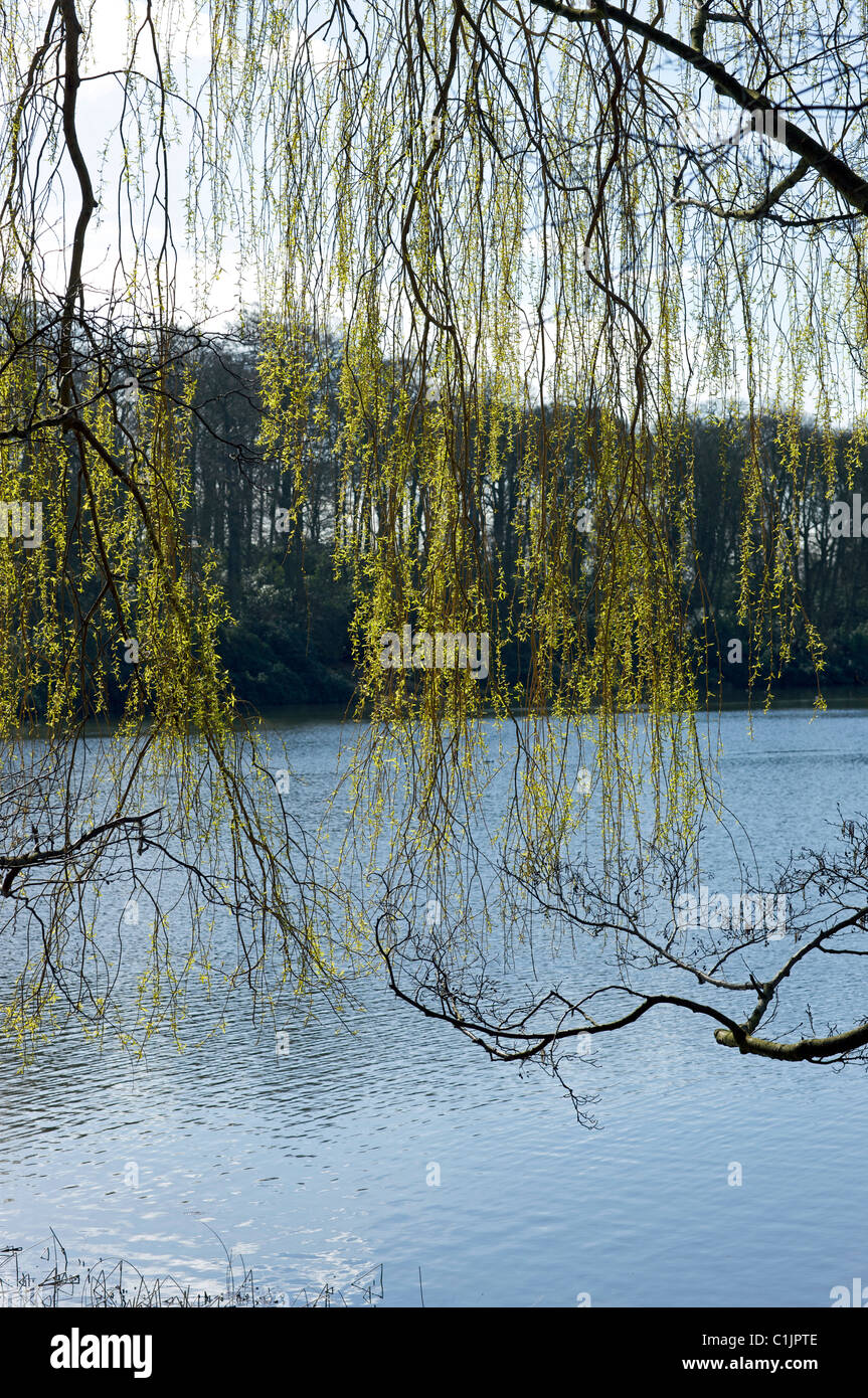 Willows branch hi-res stock photography and images - Alamy