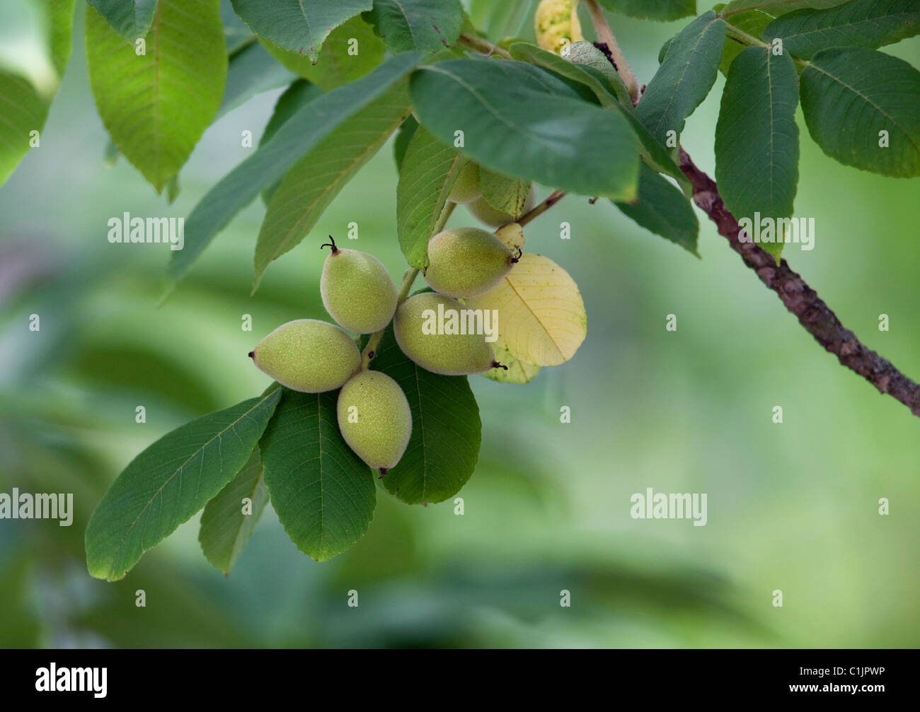 Walnut tree hi-res stock photography and images - Alamy