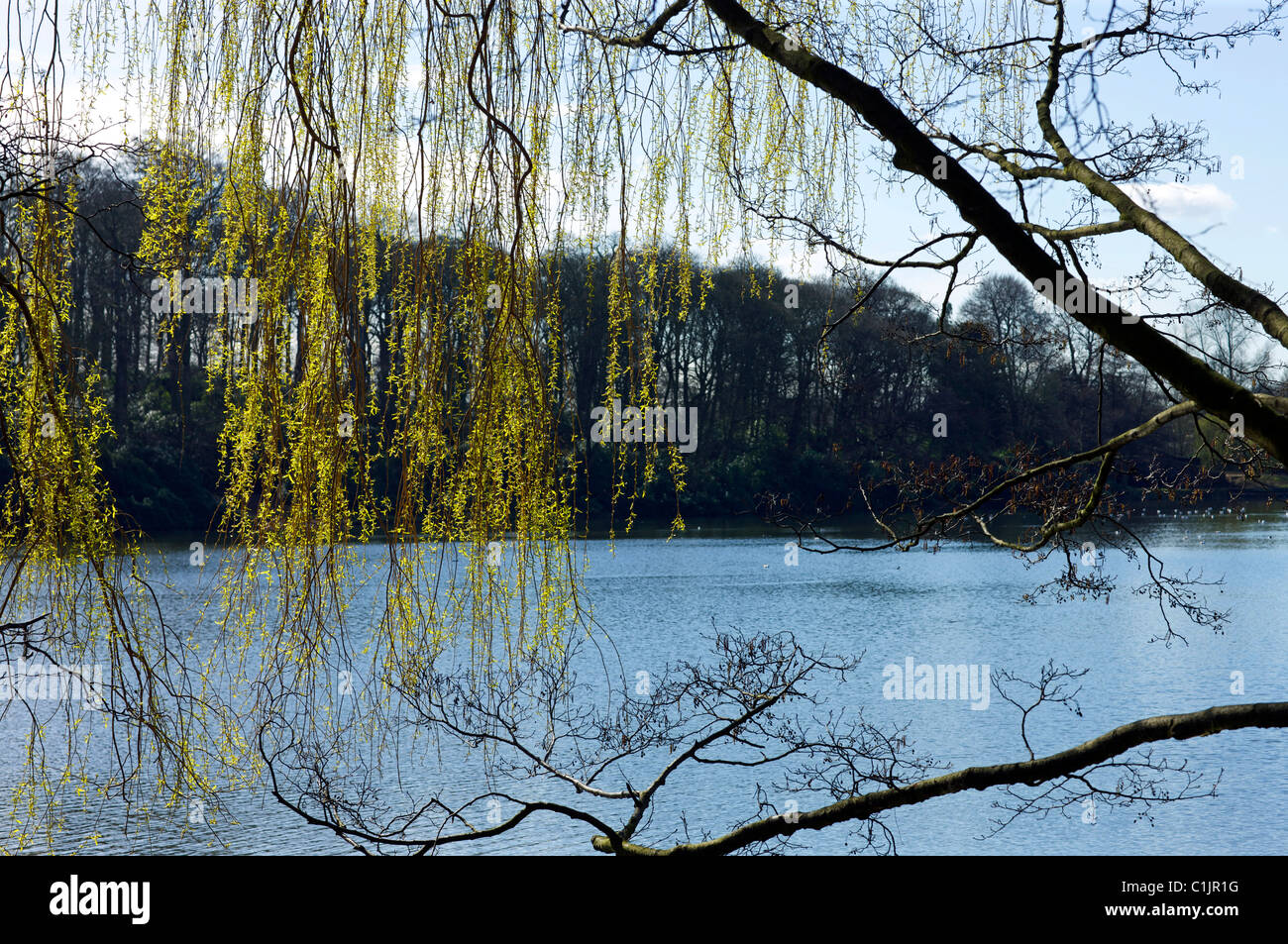 Willows flower hi-res stock photography and images - Alamy