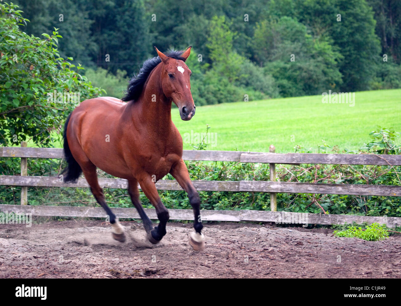 Lunging horse hi-res stock photography and images - Alamy