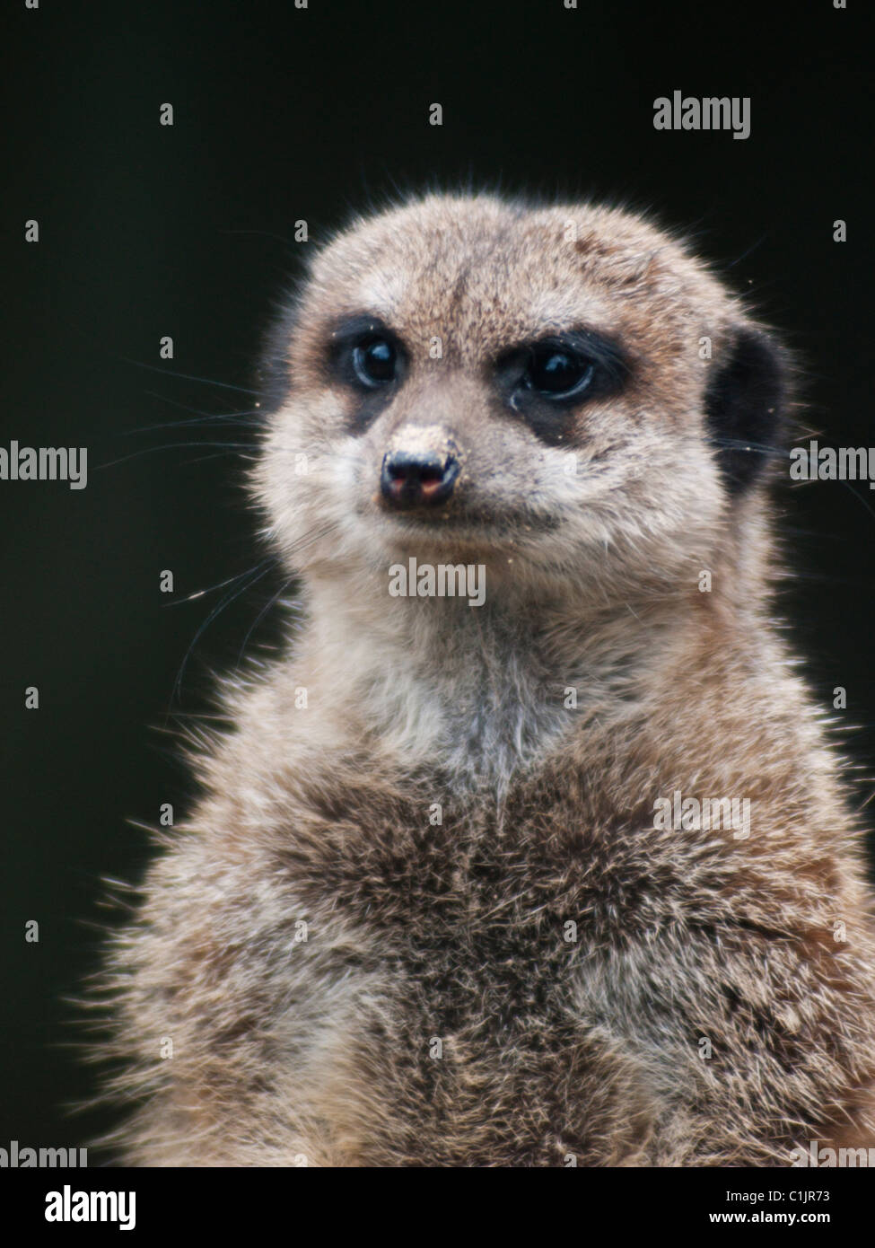 Knowsley safari park hi-res stock photography and images - Alamy