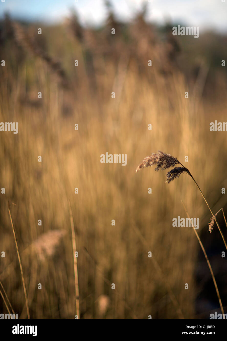 Sedgegrass hi-res stock photography and images - Alamy