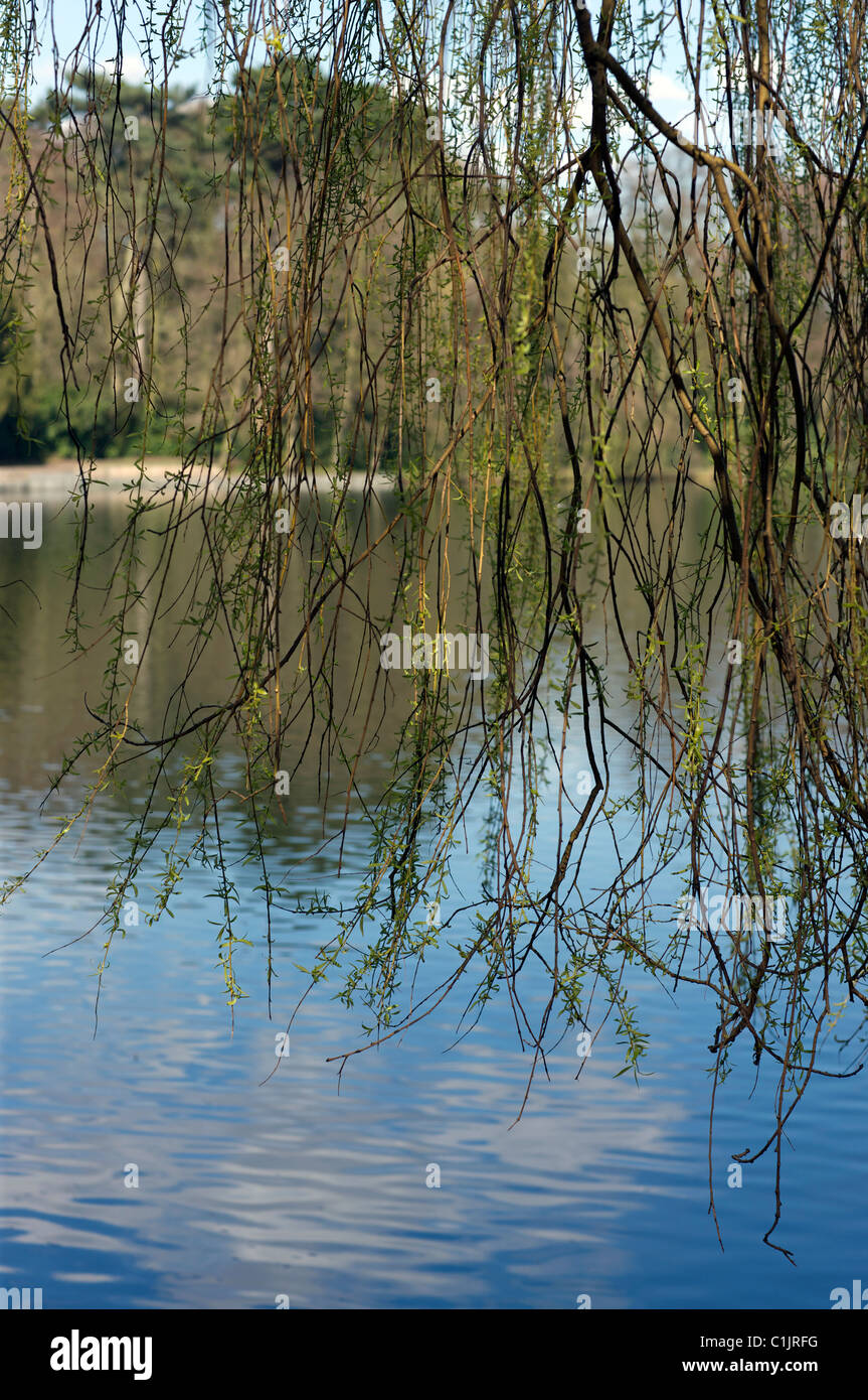 Water willow flower hi-res stock photography and images - Alamy