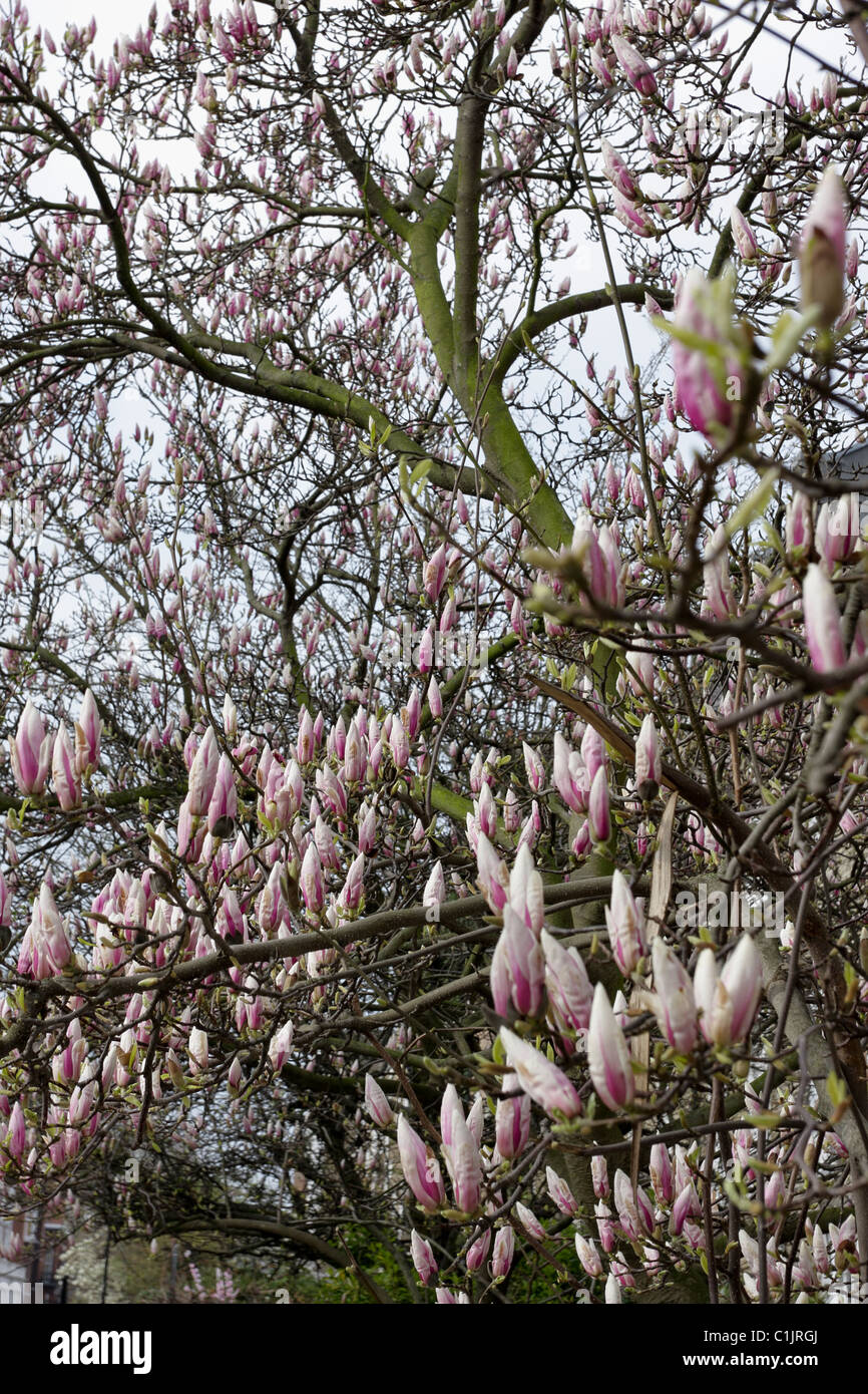 Early spring magnolia trees budding in Chelsea, London Stock Photo - Alamy
