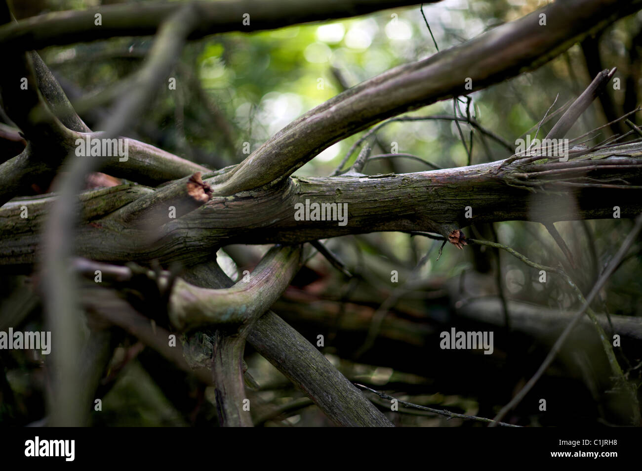 twisted branches - colour Stock Photo - Alamy