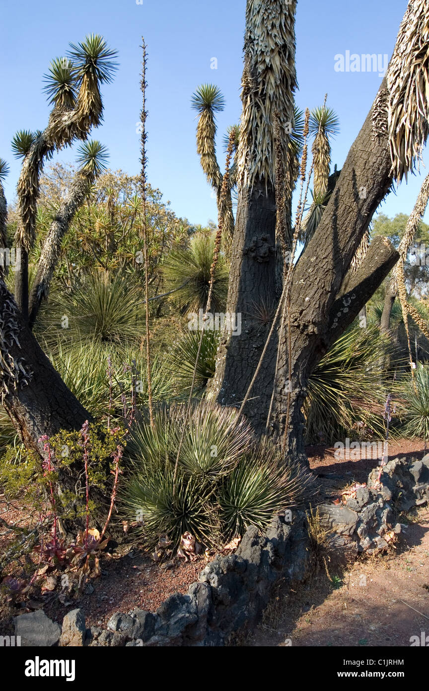 Yucca sp hi-res stock photography and images - Alamy