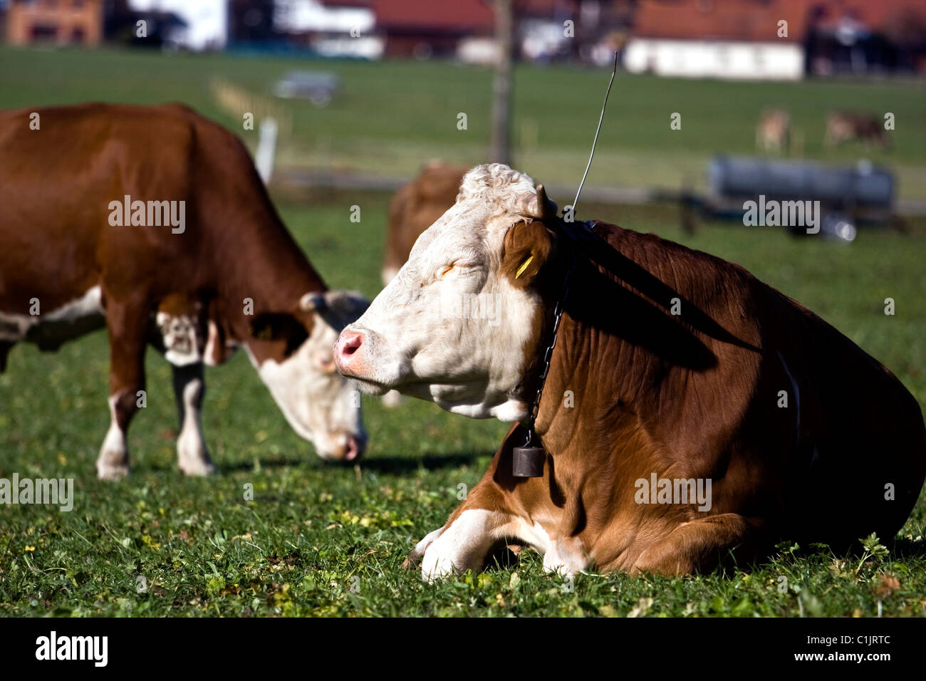 Happy German cows on green grass with radio transmitter and a bell on ...