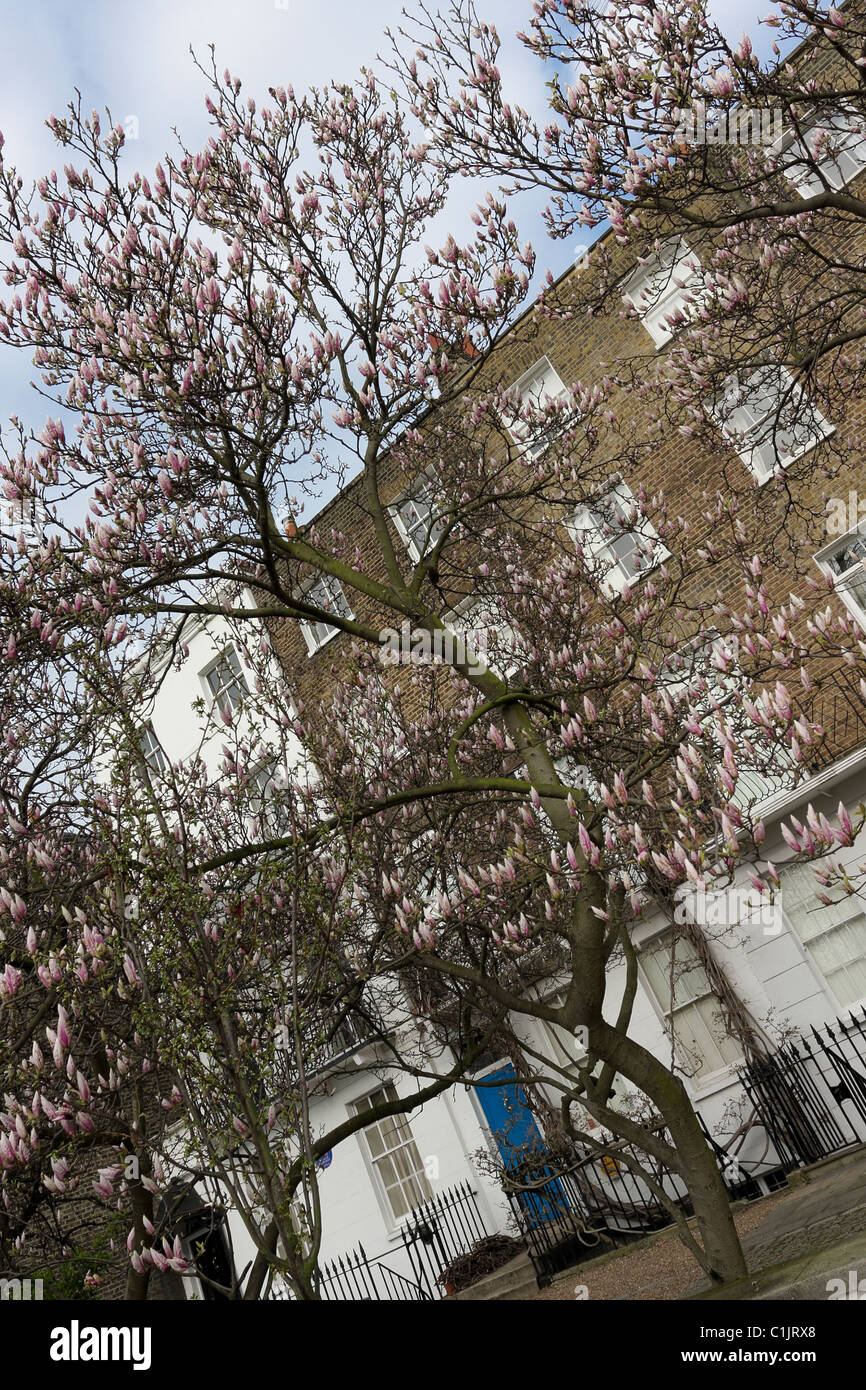 Early spring magnolia trees budding in Chelsea, London Stock Photo - Alamy