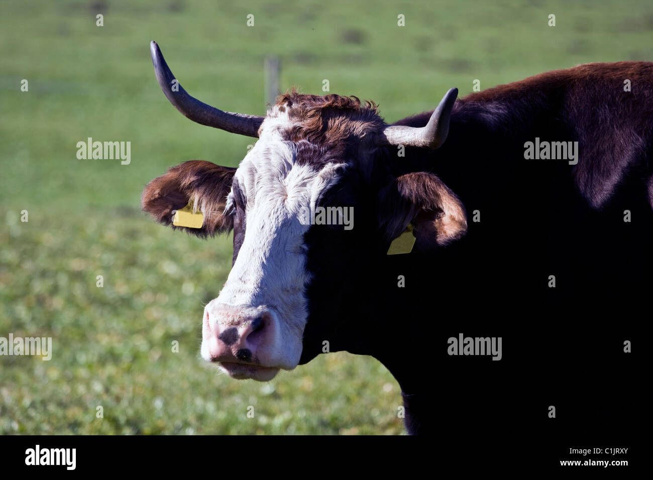 Happy German cow on green grass Stock Photo - Alamy