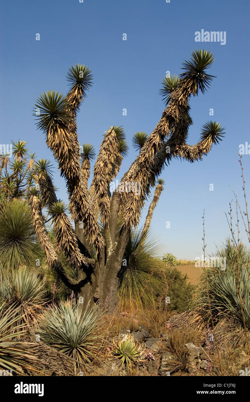 Yucca sp. growing in a botanical garden in Mexico Stock Photo - Alamy