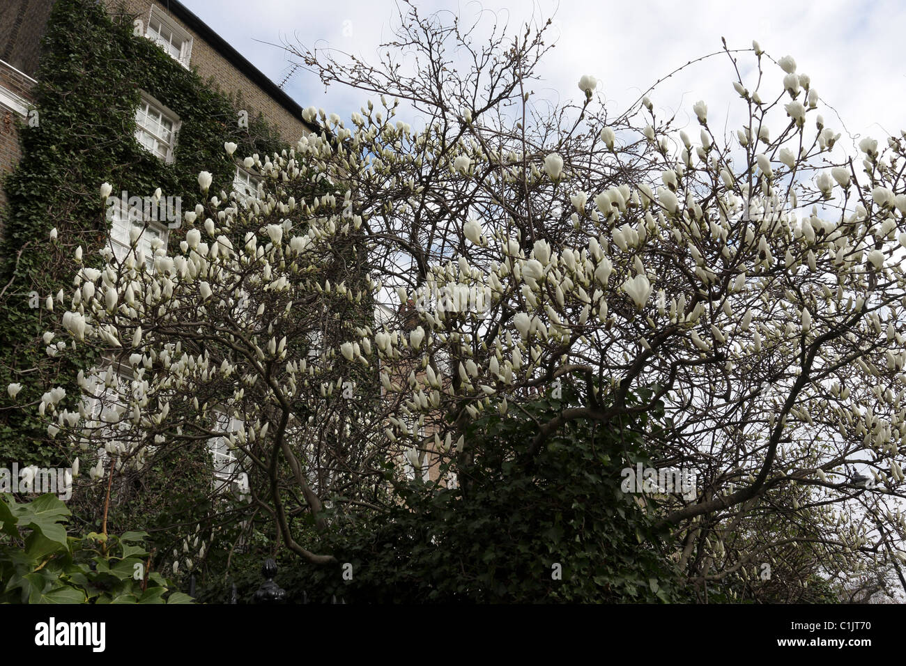 Early spring magnolia trees budding in Chelsea, London Stock Photo - Alamy