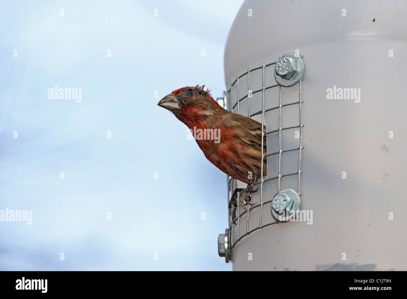 House Finch (Carpodacus mexicanus frontalis) with Chlamydia eye ...