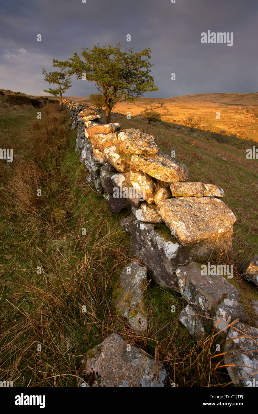 Old dry stone walling below Down Tor at sunset on Dartmoor Devon UK ...