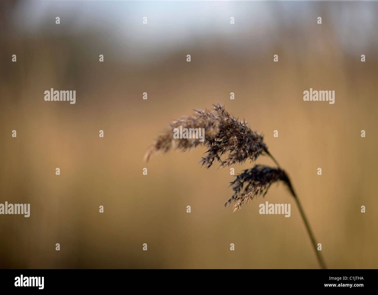 Sedgegrass hi-res stock photography and images - Alamy