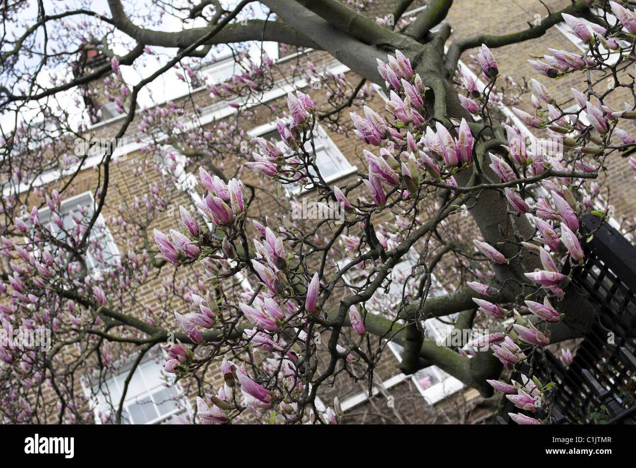 Early spring magnolia trees budding in Chelsea, London Stock Photo - Alamy