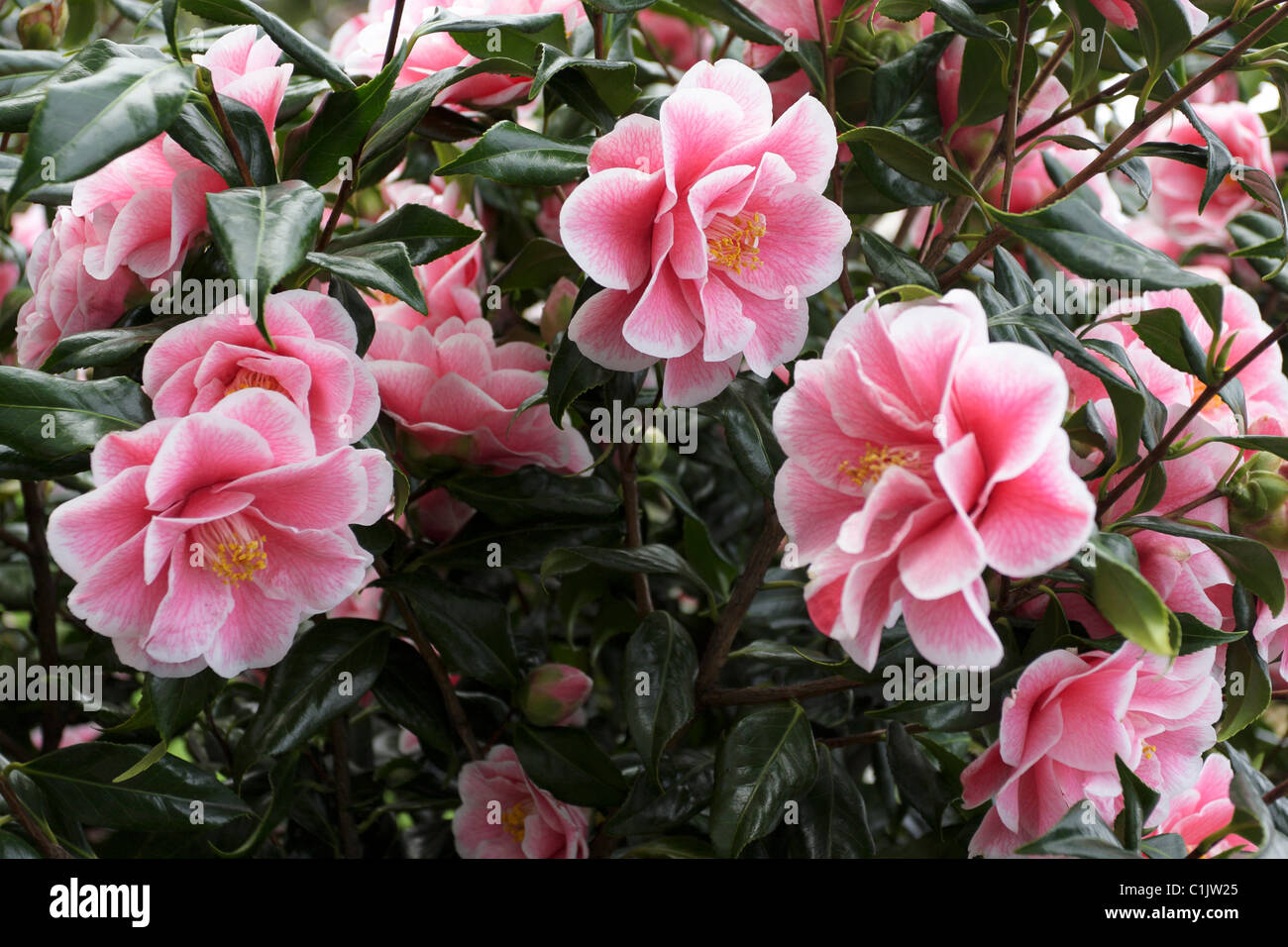 Beautiful spring flowers in the form of Camellia japonica YOURS TRULY ...