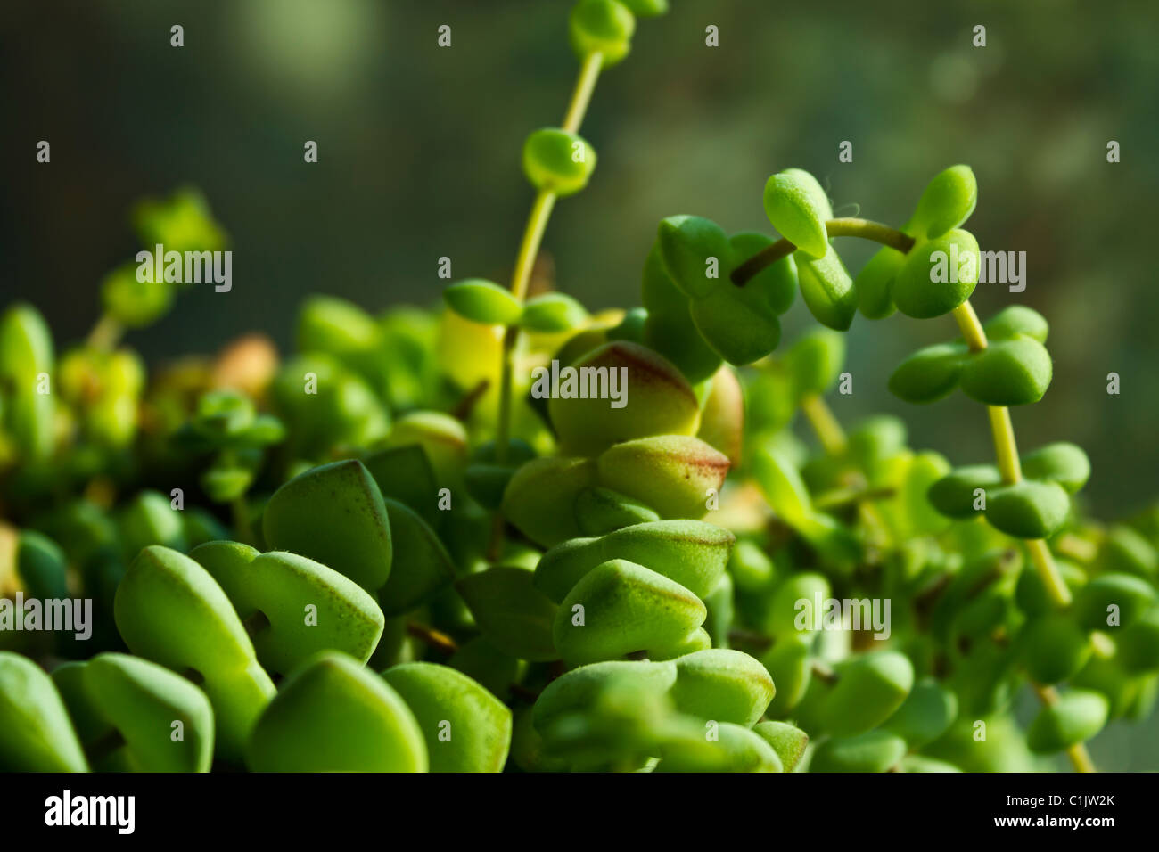 A close of photo of a plant Stock Photo - Alamy