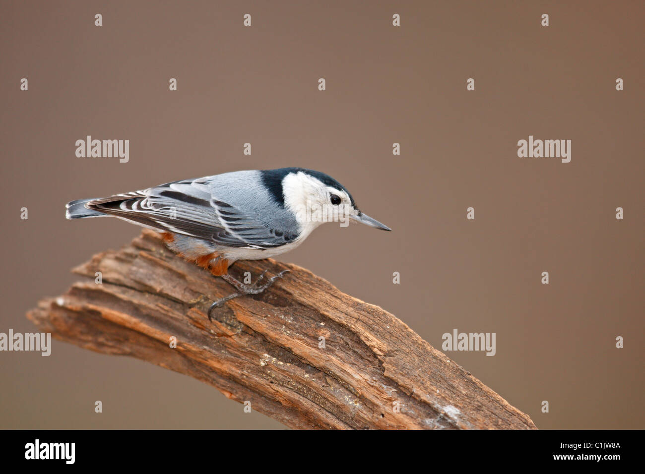 Eastern Nuthatch High Resolution Stock Photography and Images - Alamy