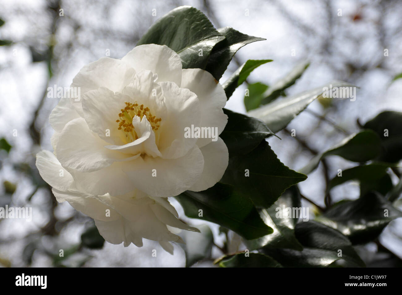 Delicate petals of the white Camellia japonica ( alba simplex ) flower ...