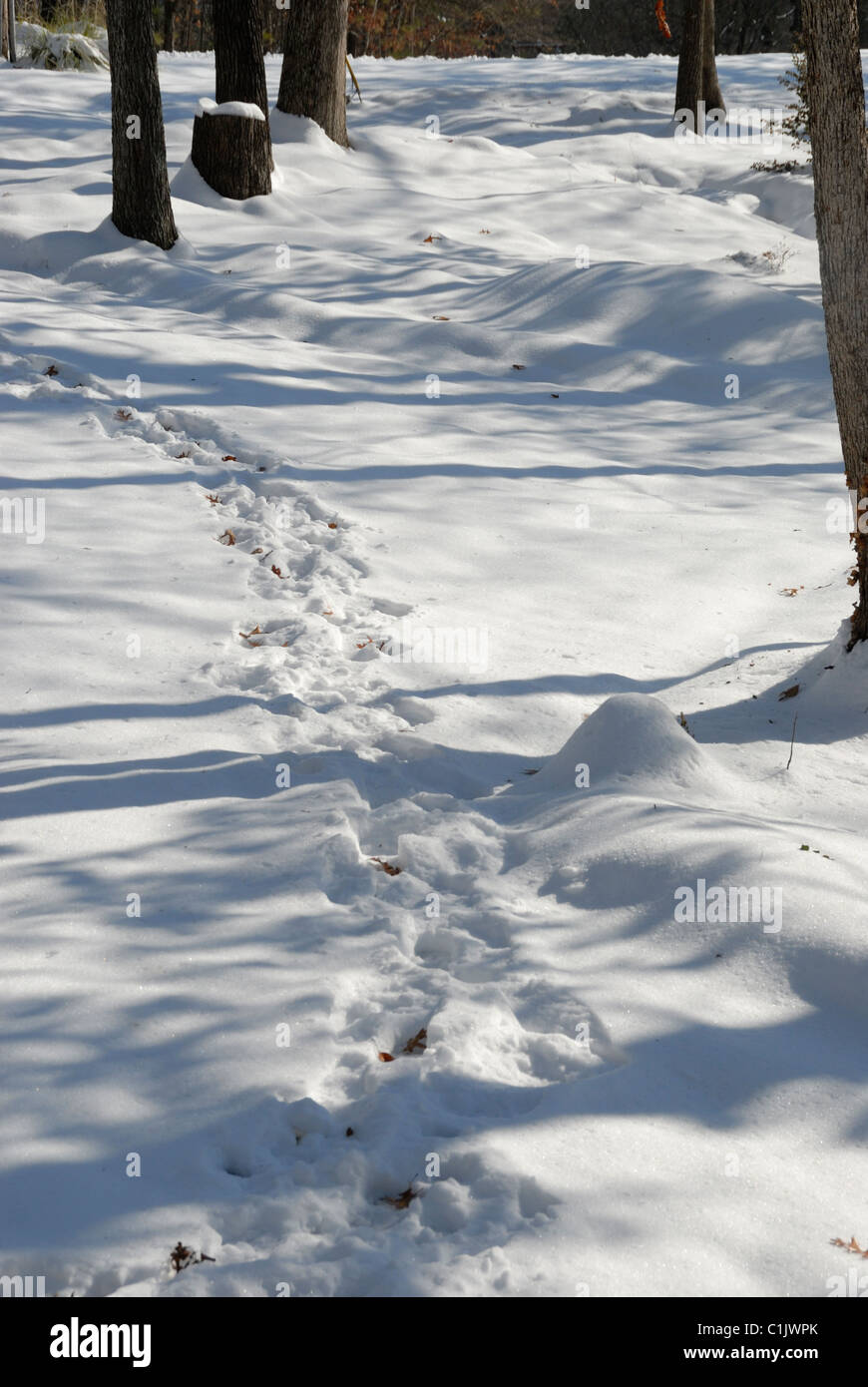 Covering tracks hi-res stock photography and images - Alamy