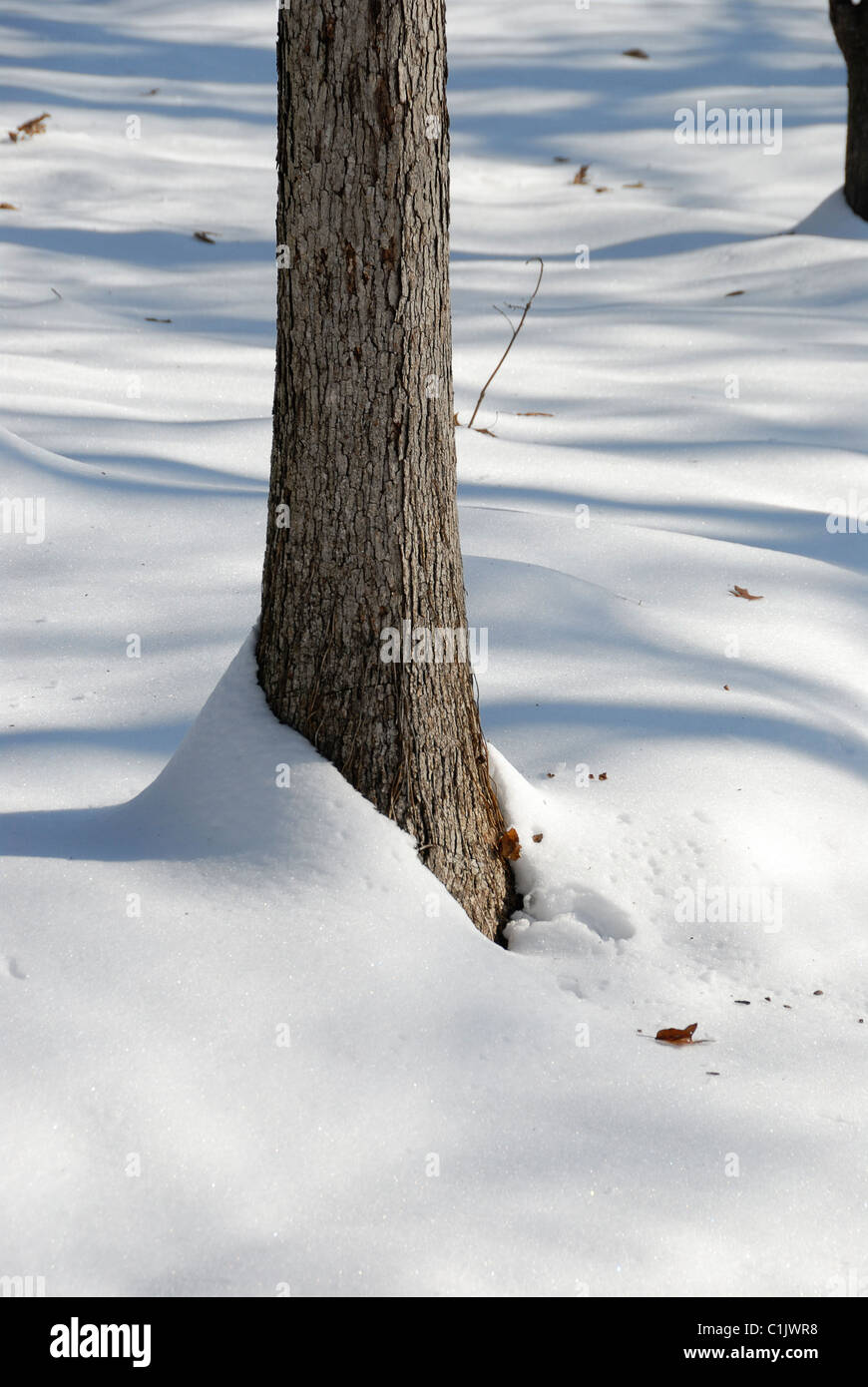 Oak tree trunk base covered with snow Stock Photo - Alamy
