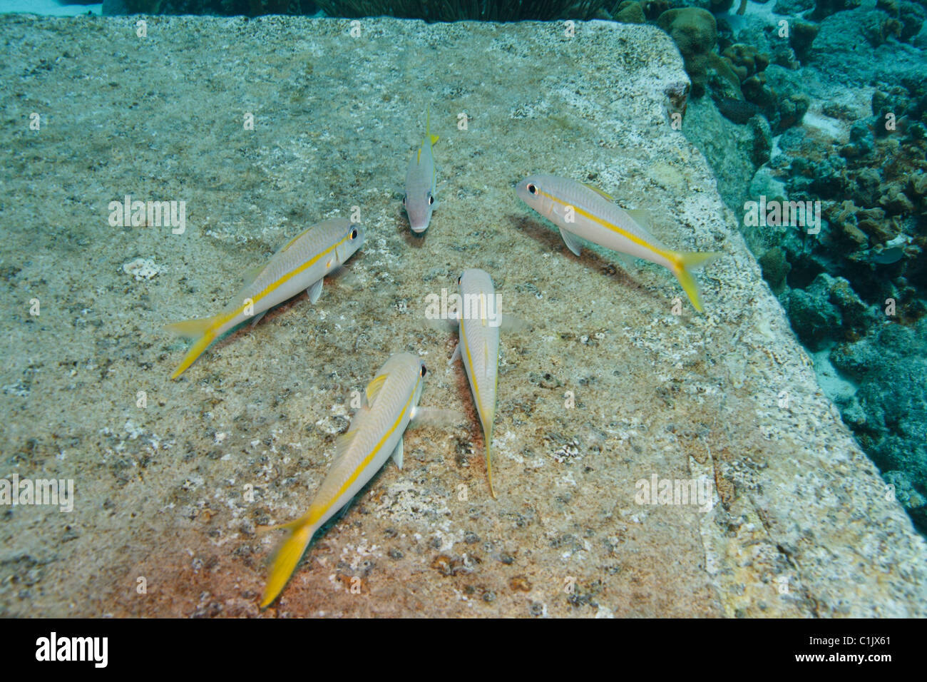 Goatfish hi-res stock photography and images - Alamy