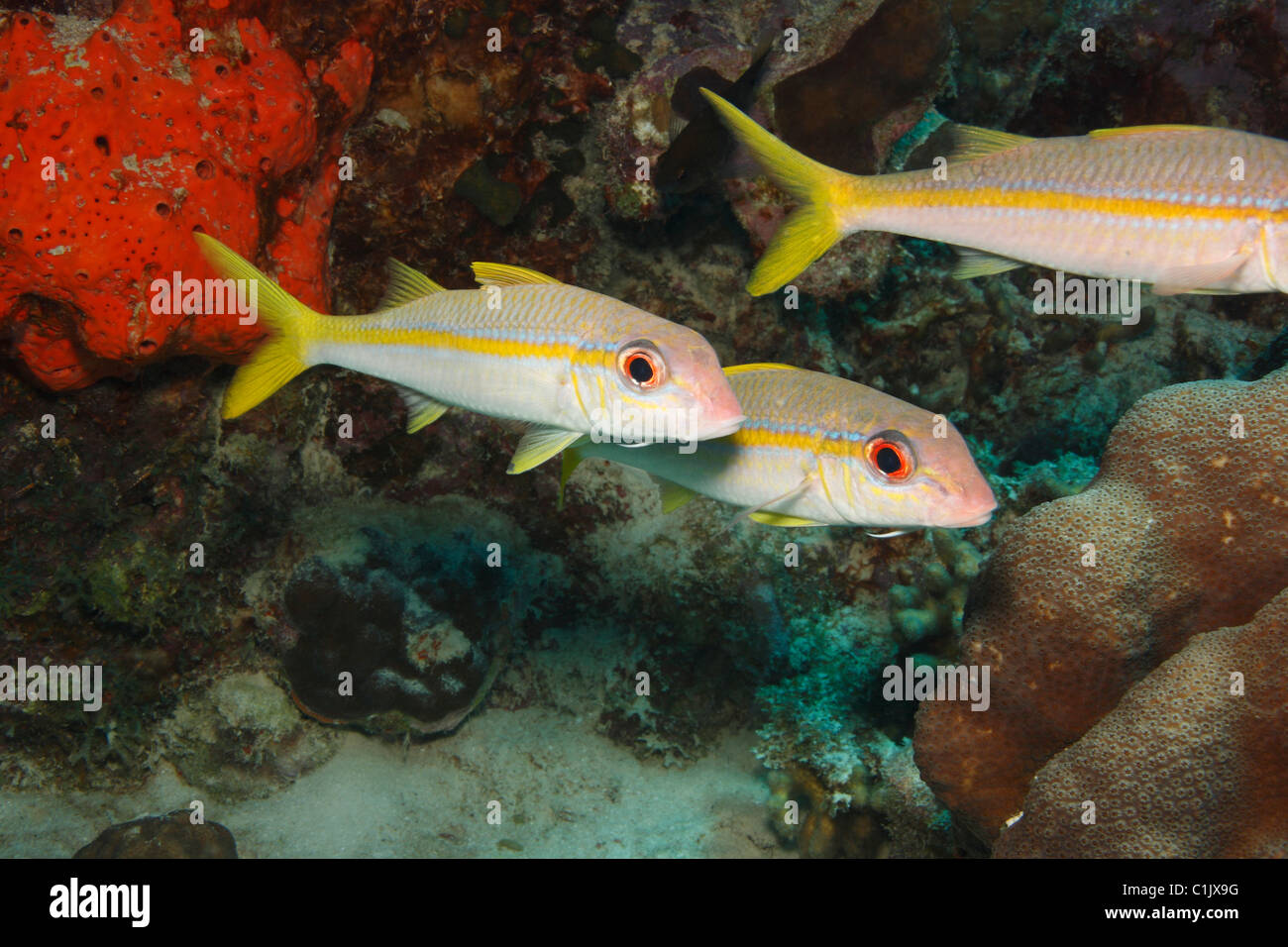 Yellow Goatfish (Mulloidichthys martinicus) on a coral reef Stock Photo ...