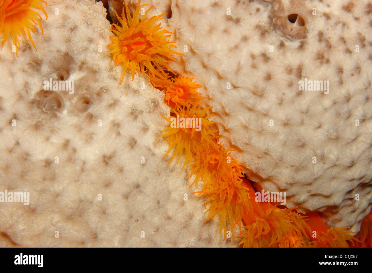 Orange Cup Coral (Tubastraea coccinea) peaking out of a white sponge ...