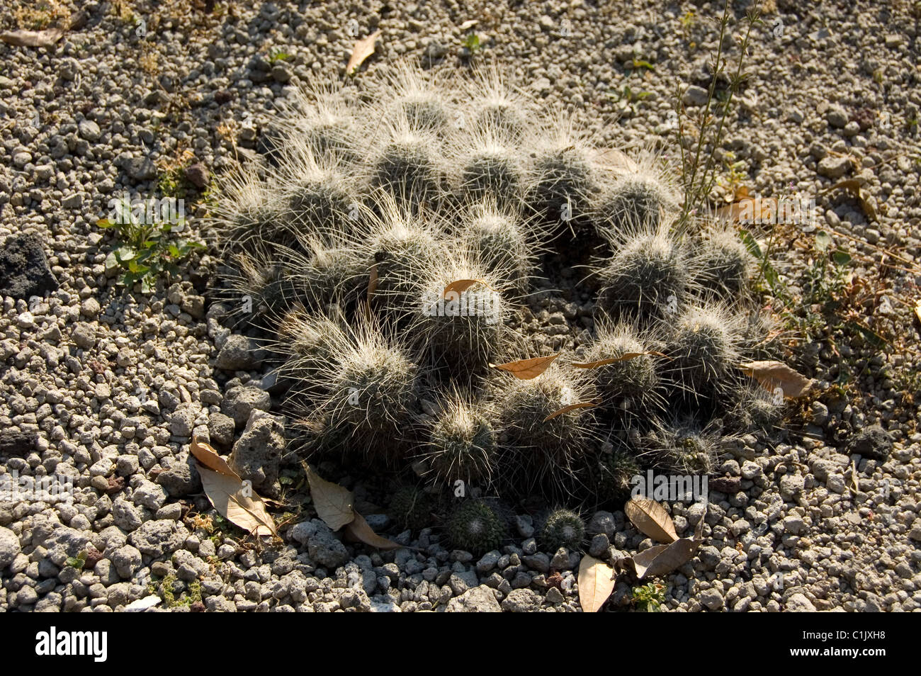 Globular cactus hi-res stock photography and images - Alamy