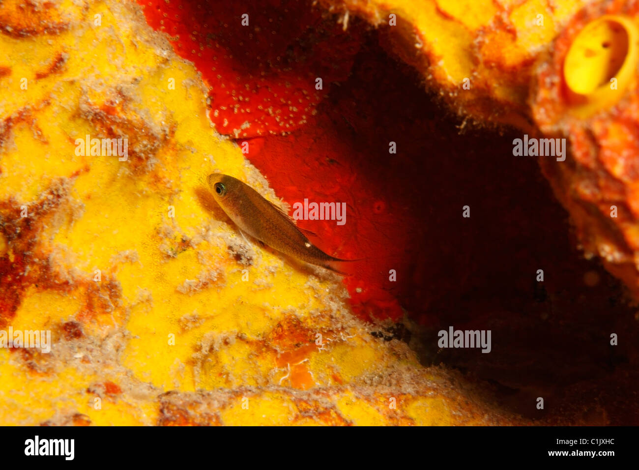 Brown Chromis (Chromis multilineata), juvenile on Yellow Tube Sponge ...