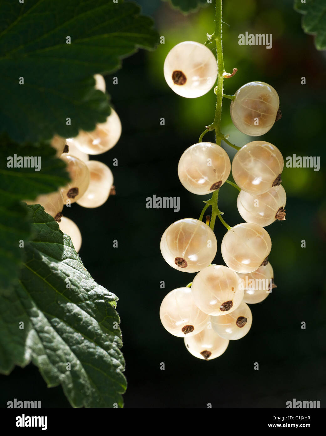 White pariel hi-res stock photography and images - Alamy