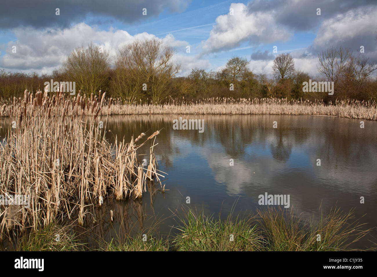 A small pond Stock Photo - Alamy